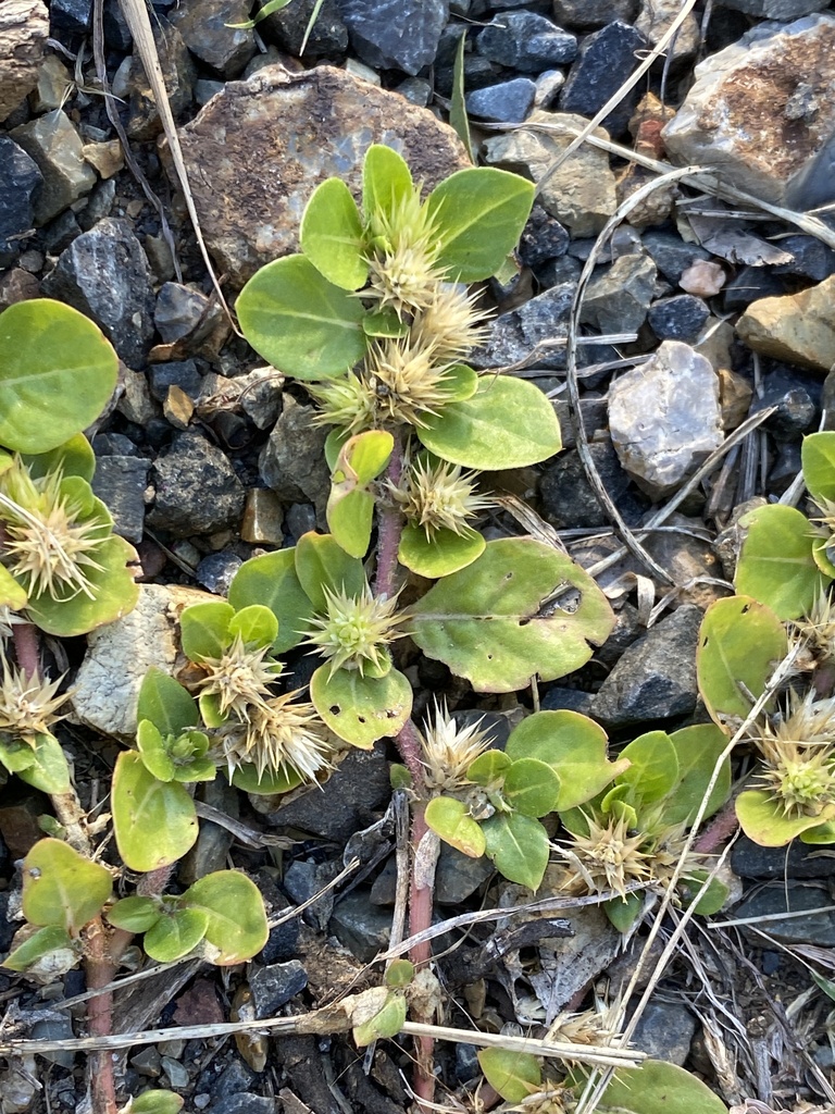 creeping chaffweed from Warwick - North, AU-QL, AU on April 11, 2024 at ...