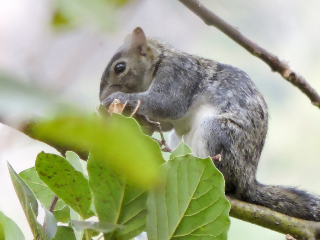 Collie's Squirrel (Sciurus colliaei) - Know Your Mammals