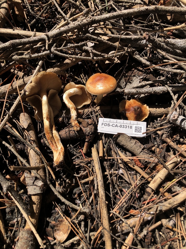 Pholiota ferrugineolutescens from Tulare County, US-CA, US on April 13 ...