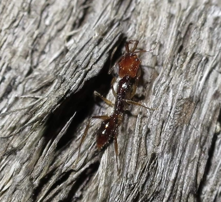 Anochetus alae from Davies Creek National Park, Mareeba, QLD, AU on ...