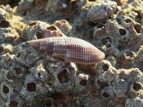 Quasimitra variabilis · NaturaLista Colombia