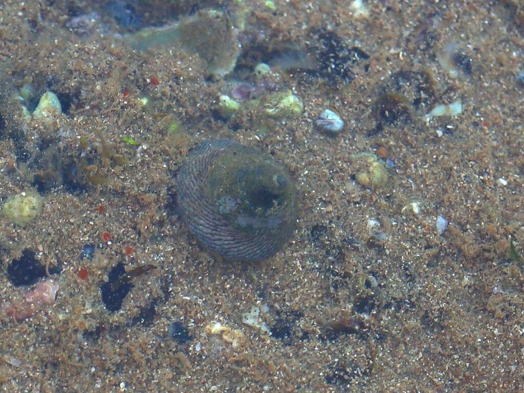 Trochus hanleyanus from Port Hedland WA 6721, Australia on March 29 ...