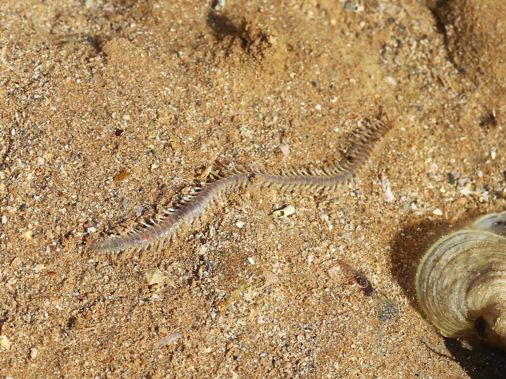 Bristle Worms from Port Hedland WA 6721, Australia on March 29, 2024 at ...