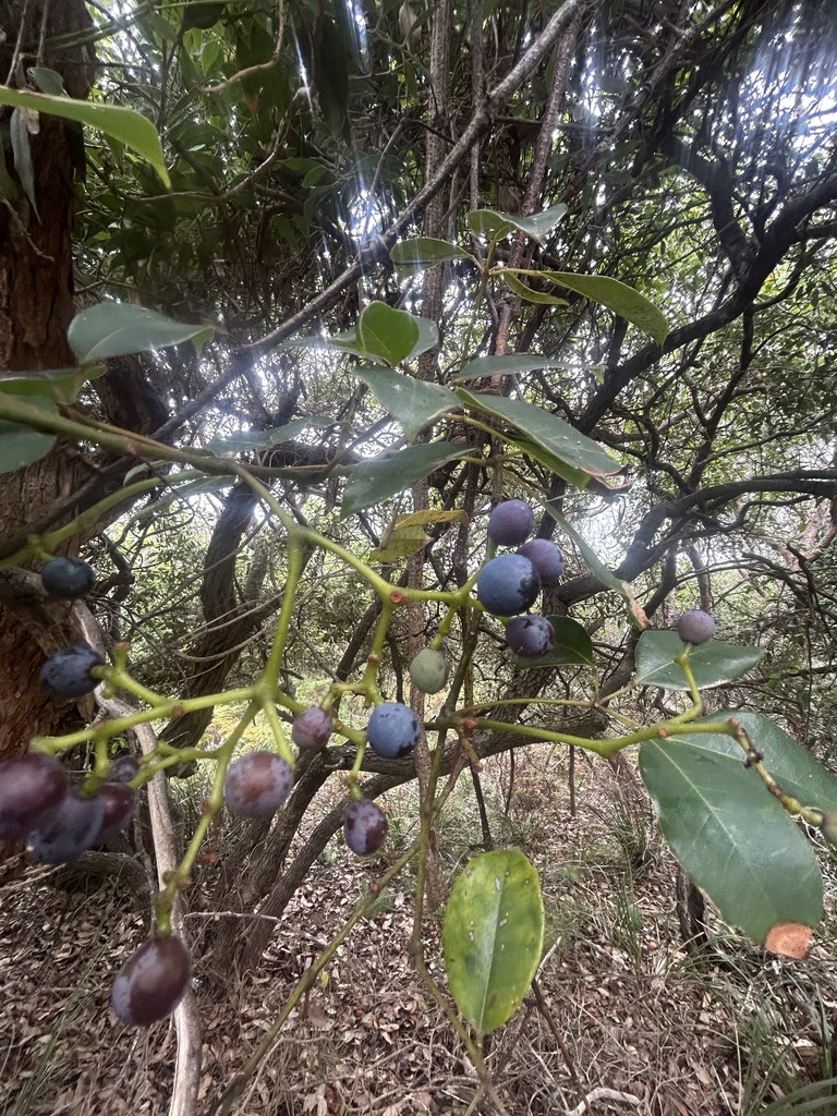 Five-Leaved Water Vine from Mimosa Rocks National Park, Tanja, NSW, AU ...