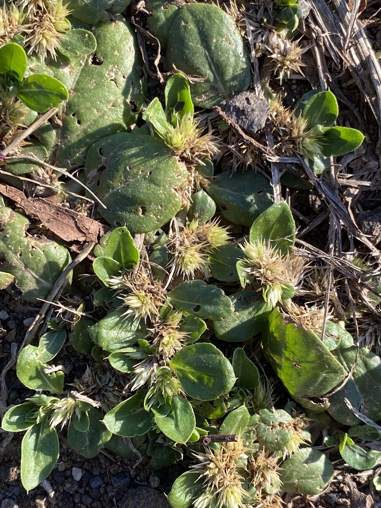 creeping chaffweed from Warwick - North, AU-QL, AU on April 11, 2024 at ...