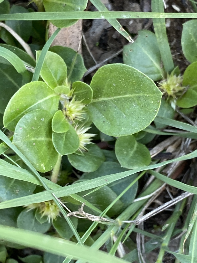creeping chaffweed from Warwick - North, AU-QL, AU on April 11, 2024 at ...