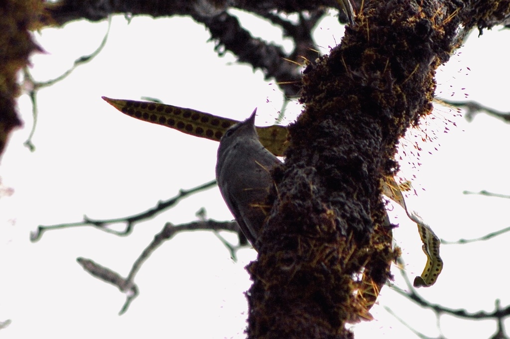 Japanese Bush Warbler in March 2024 by Maxfield Marley · iNaturalist