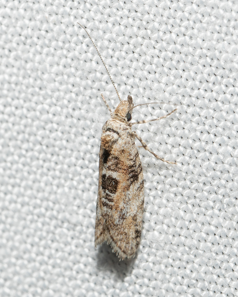 Butterflies and Moths from Long Forest VIC 3340, Australia on April 13 ...
