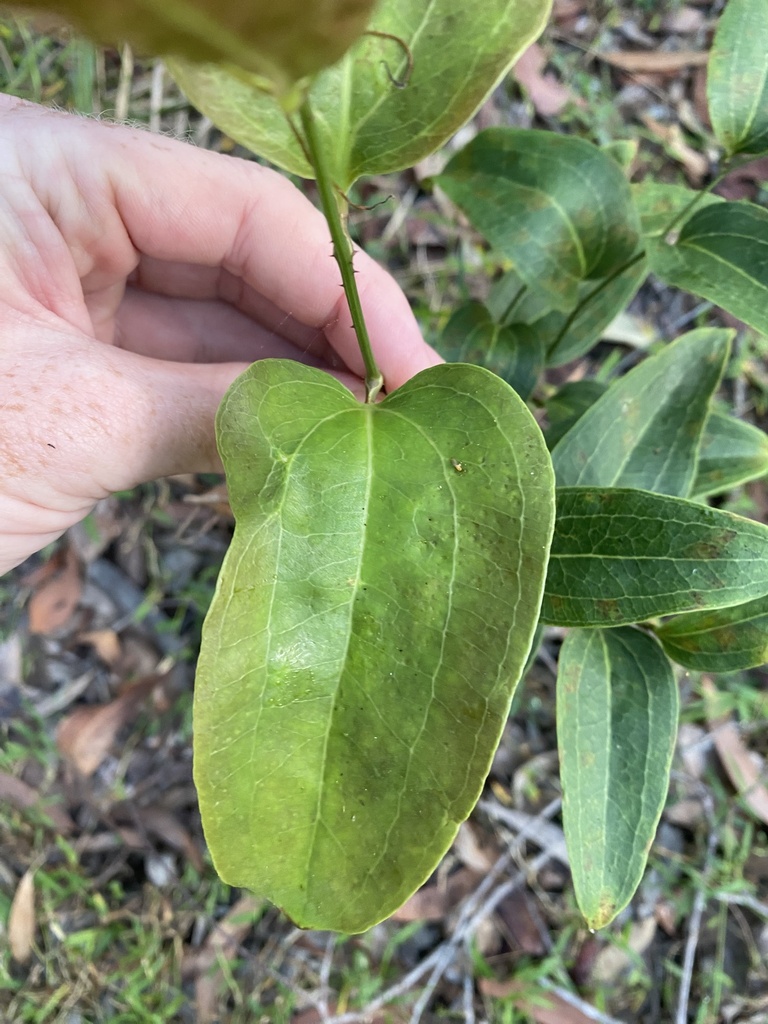 Austral Sarsaparilla from Venman Bushland National Park, Mount Cotton, QLD, AU on April 14, 2024 ...