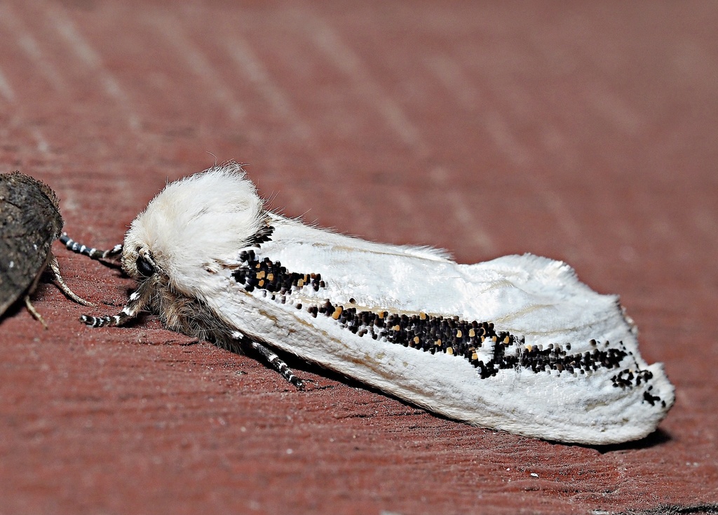 Boisduval's Autumn Moth from Coreen Way, Kalamunda, WA, AU on April 13 ...
