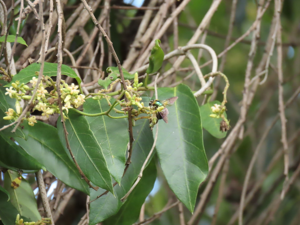 Peacock Carpenter Bee from Gold Coast QLD, Australia on April 14, 2024 ...