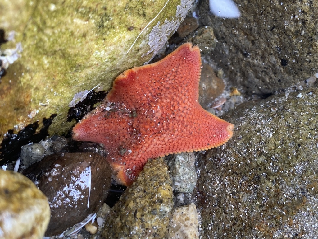 Bat Star from Santa Rosa Island, Bechers Bay, CA, US on April 13, 2024 ...
