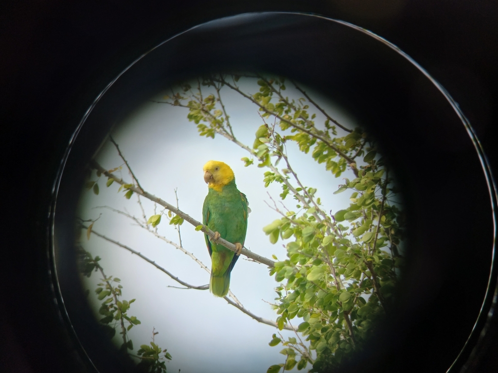 Tres Marías Parrot in April 2024 by Norma Castillo · iNaturalist