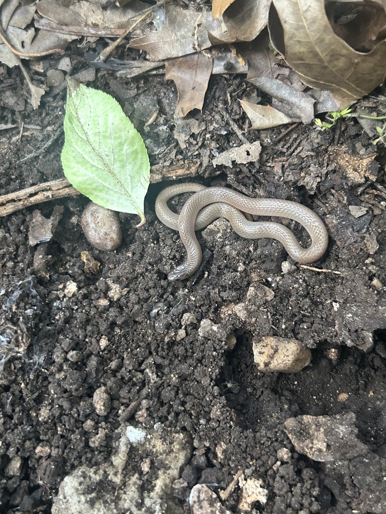 Flat-headed Snake from Kermit, Austin, TX, US on April 13, 2024 at 06: ...