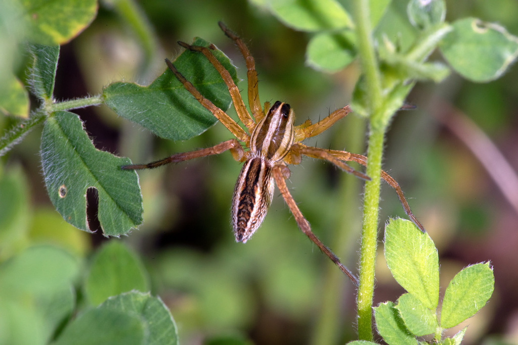 Rabid Wolf Spider from Lewisville, TX, USA on April 12, 2024 at 04:01 ...