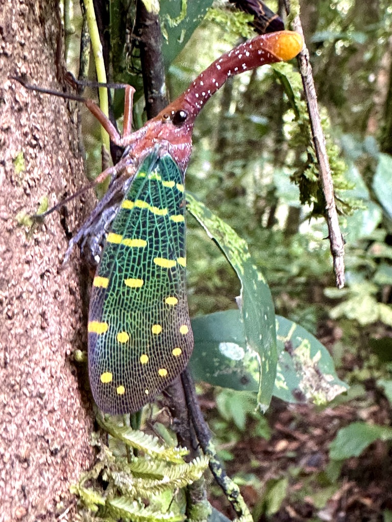 Pyrops intricatus from 姆祿山國家公園, Pusat Mel Miri, 砂拉越, MY on April 9 ...