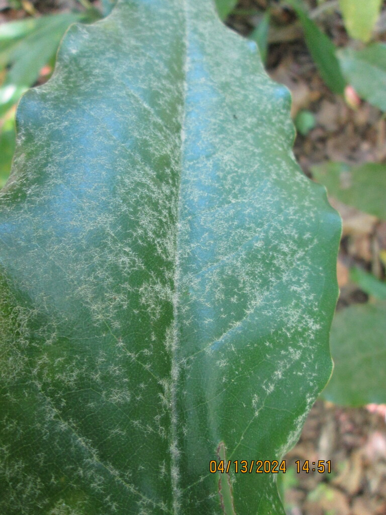 Powdery Mildews in April 2024 by Robert Russo. on magnolia grandiflora ...