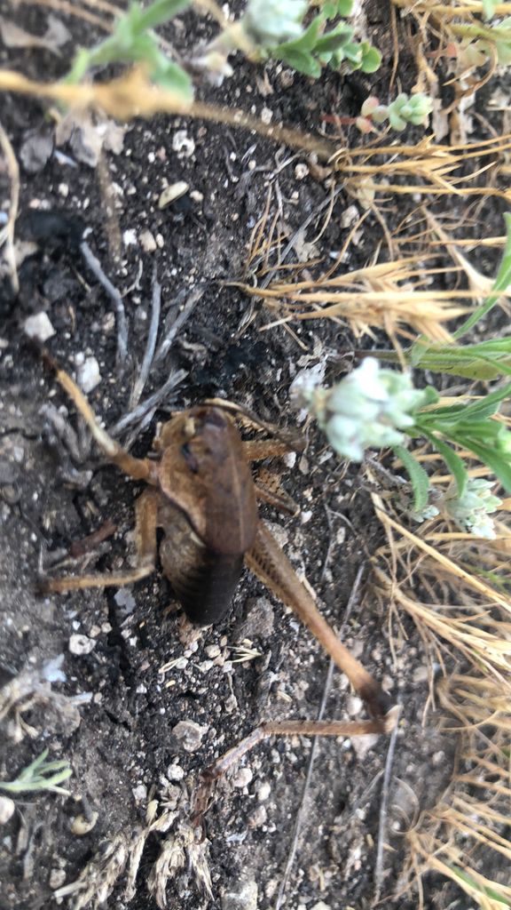 Mormon Cricket from Medina County, US-TX, US on April 13, 2024 at 07:14 ...