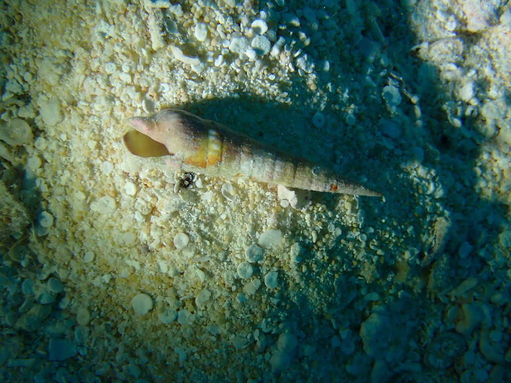 Auger Shells from Nukufetau, Tuvalu on April 3, 2024 at 04:33 PM by ...