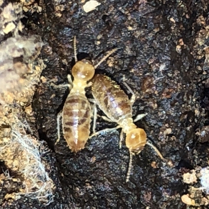 Nasute Termites from Belanglo State Forest, Belanglo, NSW, AU on April ...