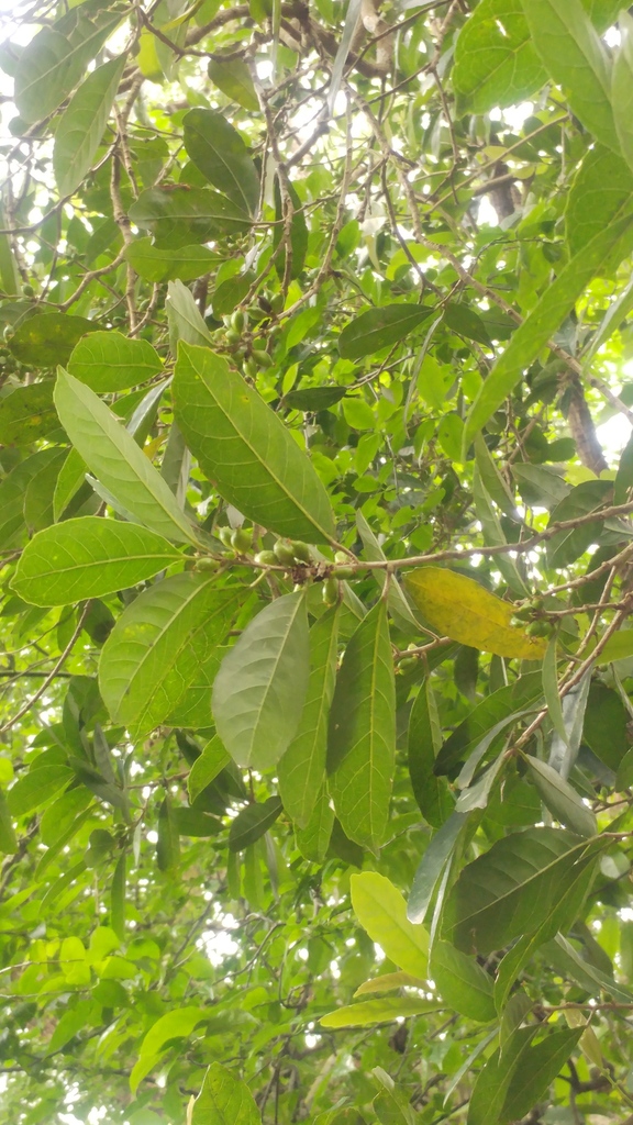 Common Aporosa from 香港龍虎山 on April 27, 2019 at 12:07 PM by Hugo To ...