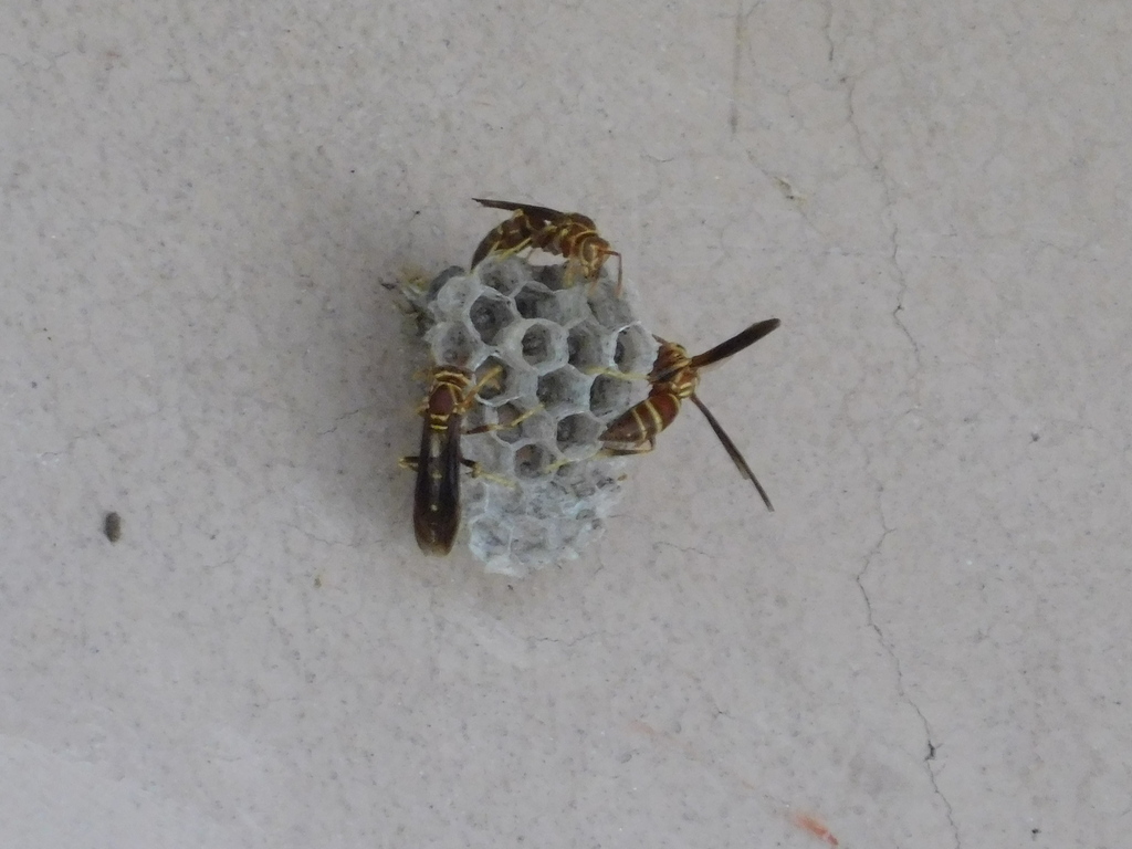 Arizona Paper Wasp from Arizona-Sonora Desert Museum, 2021 N Kinney Rd ...