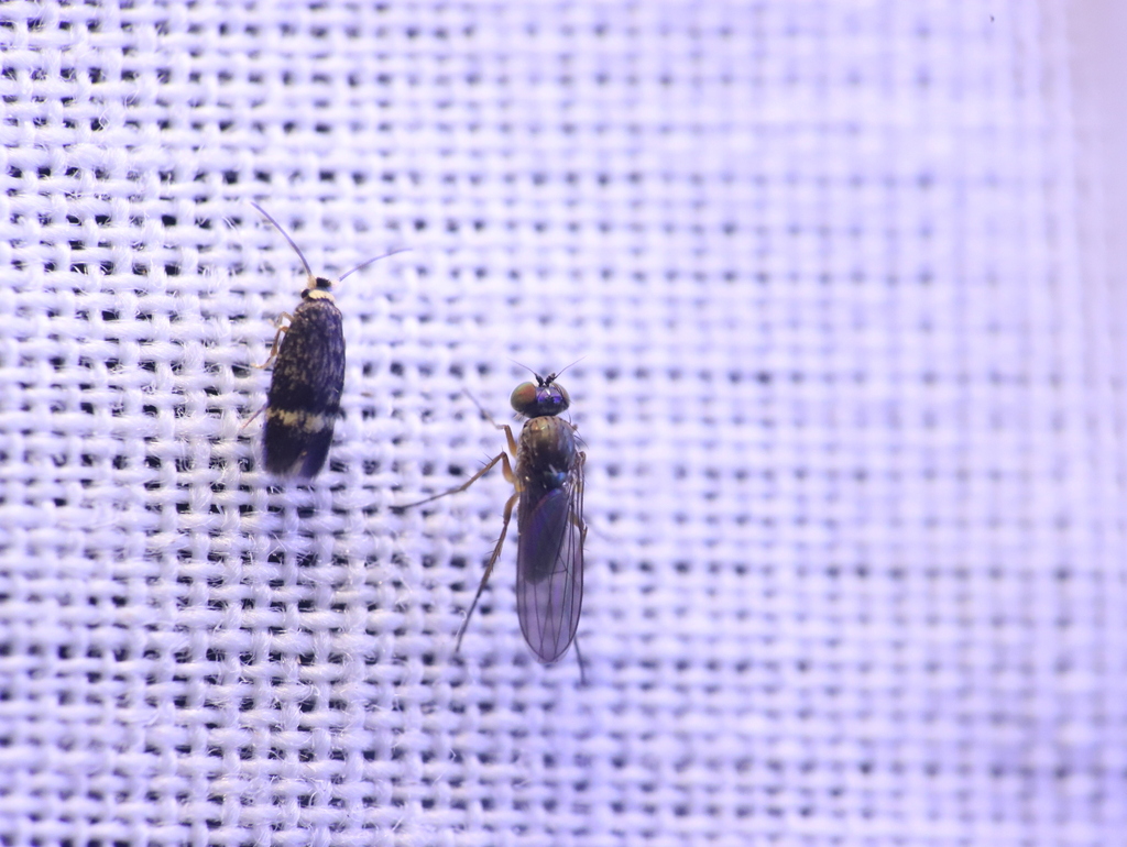 Pygmy Leafminer Moths from Long Forest VIC 3340, Australia on April 13 ...