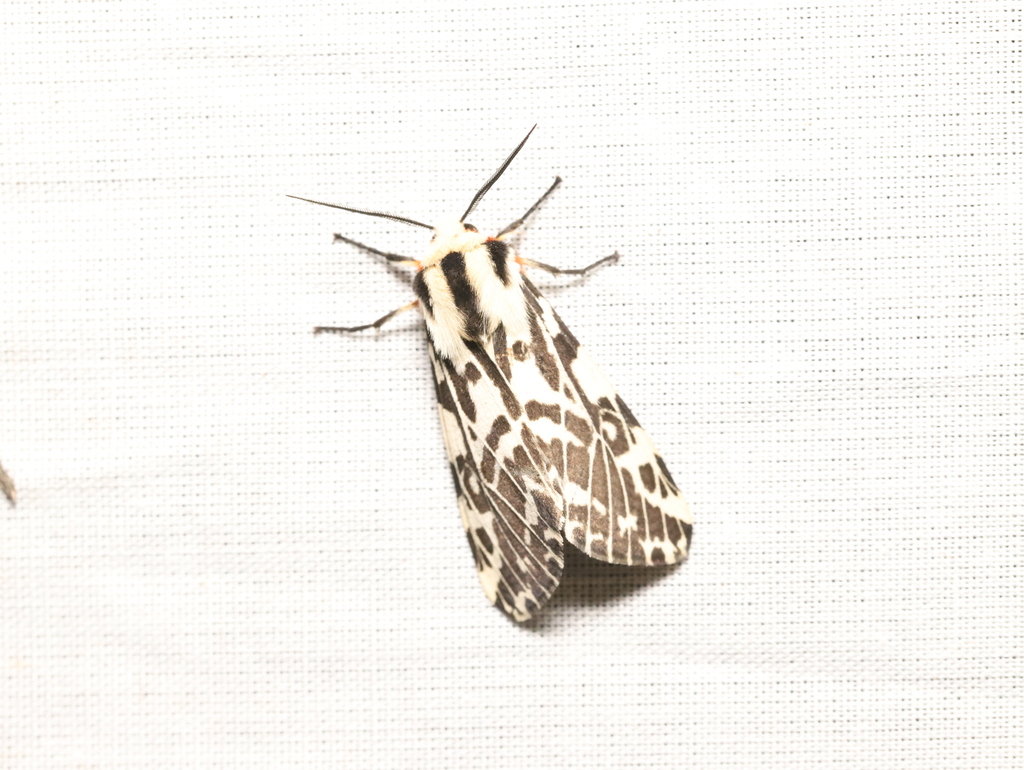 black-and-white tiger moth from Long Forest VIC 3340, Australia on ...