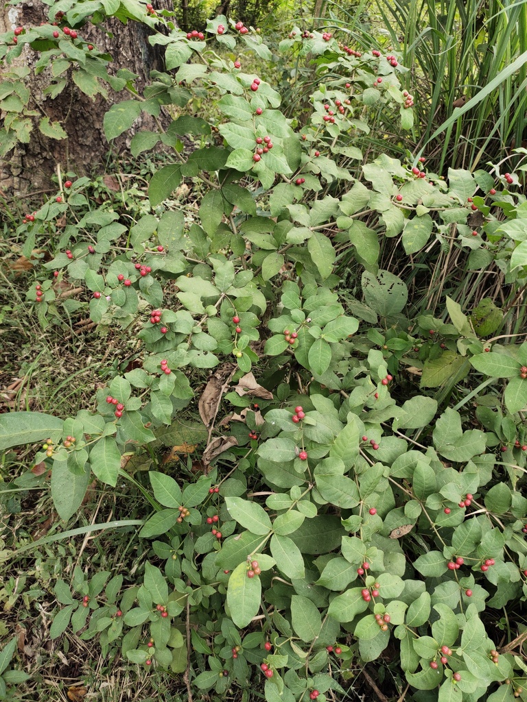 Be Still Tree from Krishnapur, Nepal on November 1, 2020 at 12:58 PM by ...