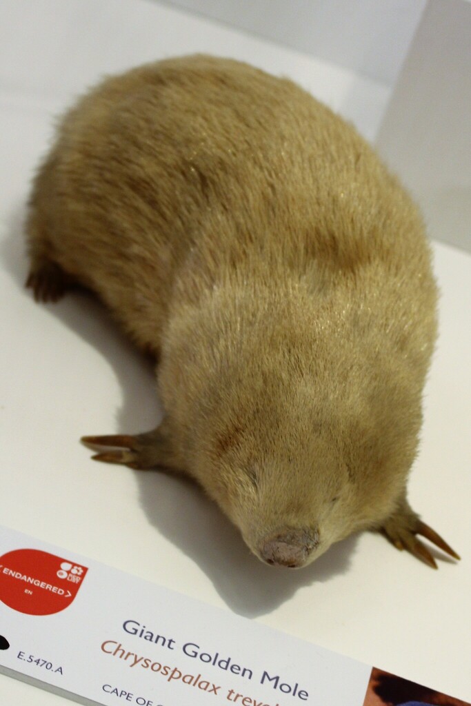 Giant Golden Mole (Chrysospalax trevelyani) - Know Your Mammals
