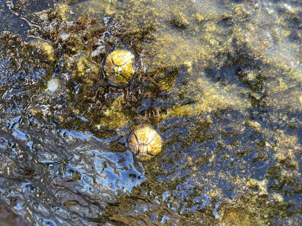 Rose-coloured Barnacle in April 2024 by Alex Pintsen JIN · iNaturalist