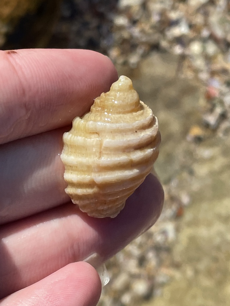 Cart-Rut Shell in April 2024 by Pintsen JIN · iNaturalist