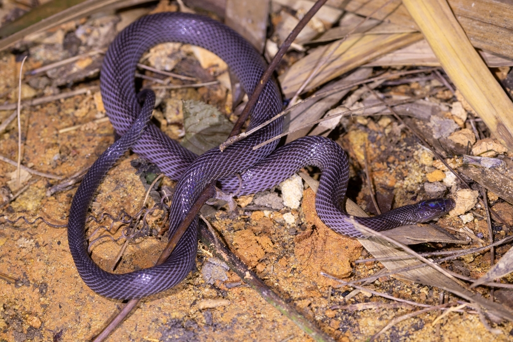 Peters' Odd-scaled Snake in April 2024 by esoue. 海拔817m · iNaturalist