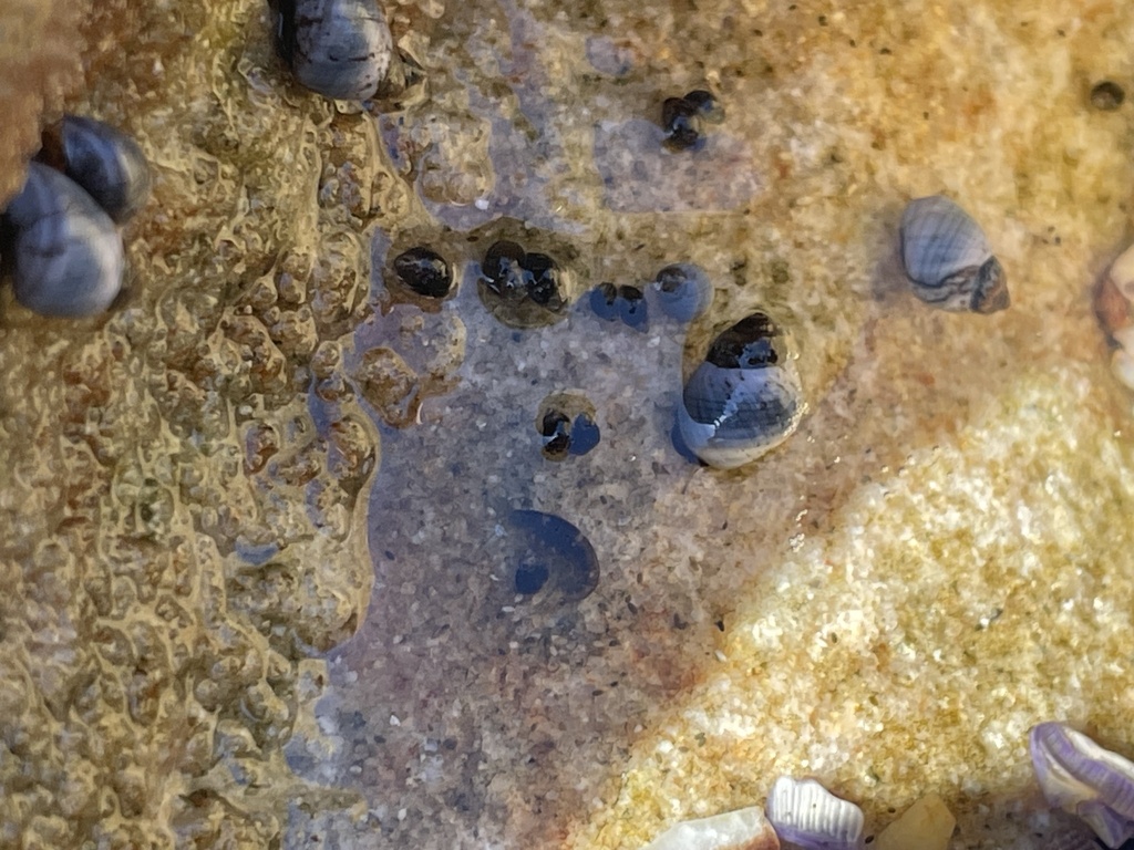 Little Blue Periwinkle in April 2024 by Pintsen JIN · iNaturalist