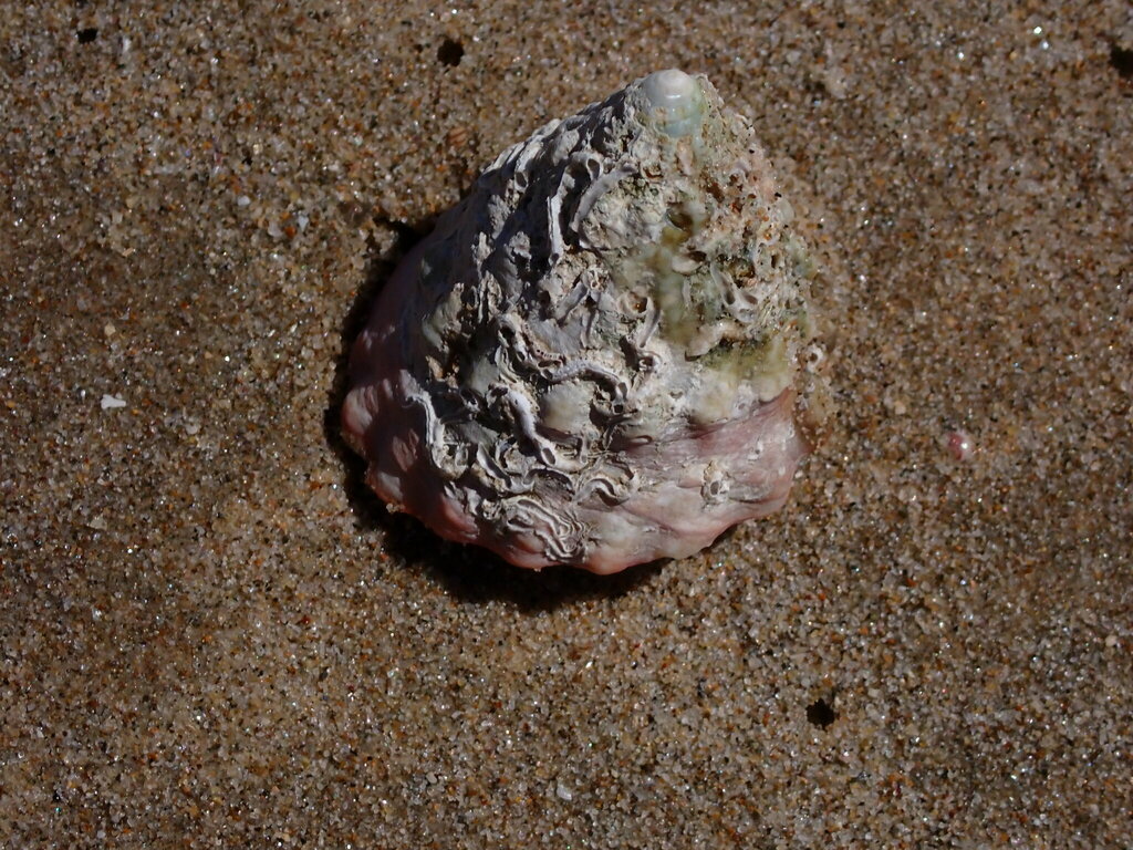 Common Tent Shell from Iluka NSW 2466, Australia on April 10, 2024 at ...