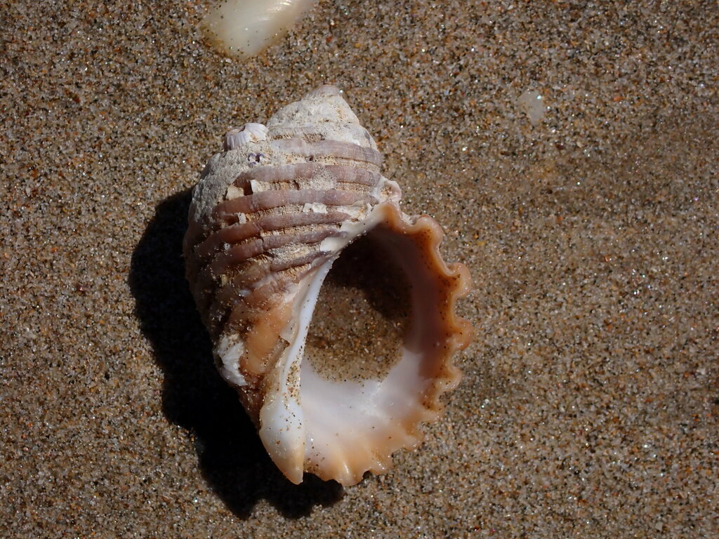 Cart-Rut Shell from Iluka NSW 2466, Australia on April 10, 2024 at 11: ...