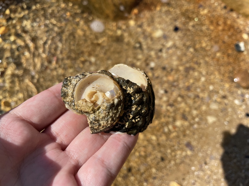 Rough turban shell in April 2024 by Pintsen JIN · iNaturalist