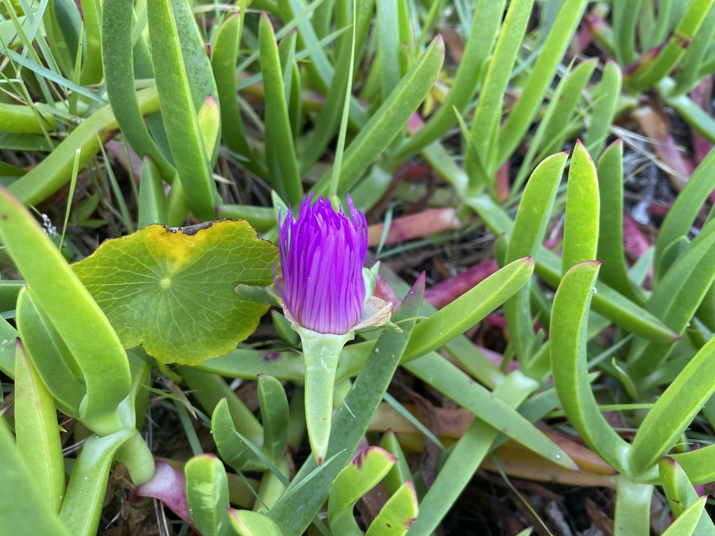 Angular Sea-fig in April 2024 by Pintsen JIN · iNaturalist