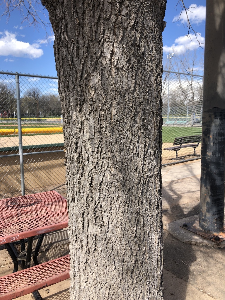 common hackberry from 1500–1598 W Oak St, Fort Collins, CO, US on April ...