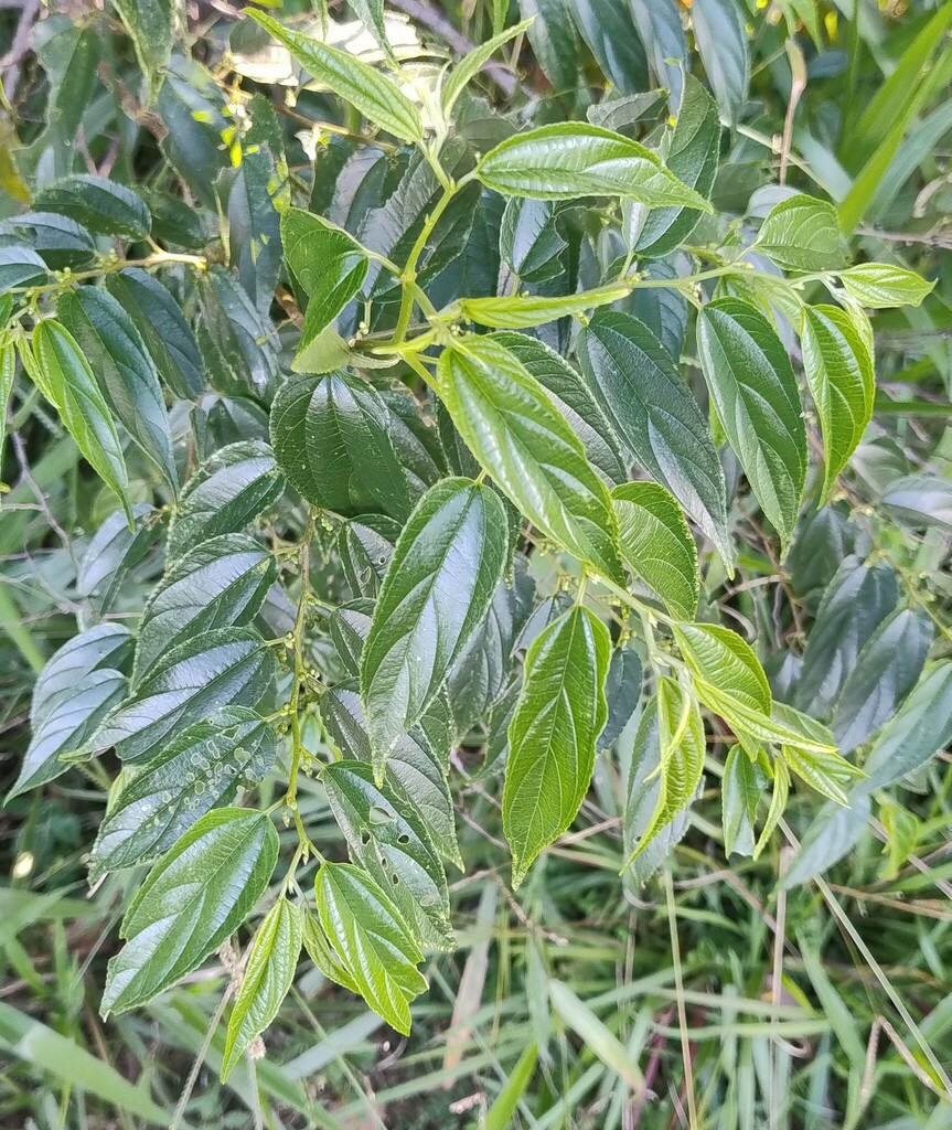 Nettle Tree from Landsborough QLD 4550, Australia on April 14, 2024 at ...