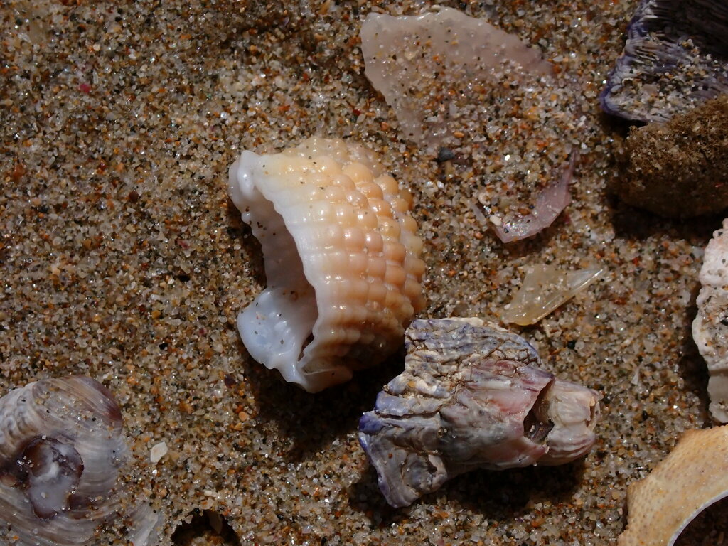 Nassarius conoidalis from Iluka NSW 2466, Australia on April 10, 2024 ...