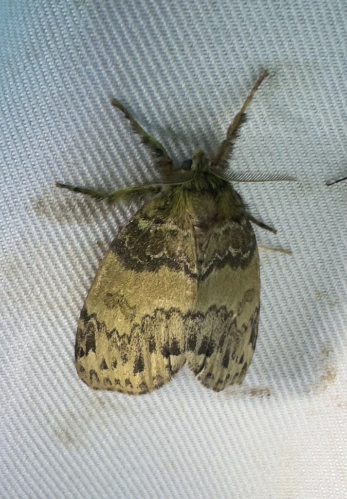 Ilema olivacea from 臺灣島, 士林區, TPE, TW on April 13, 2024 at 07:32 PM by ...