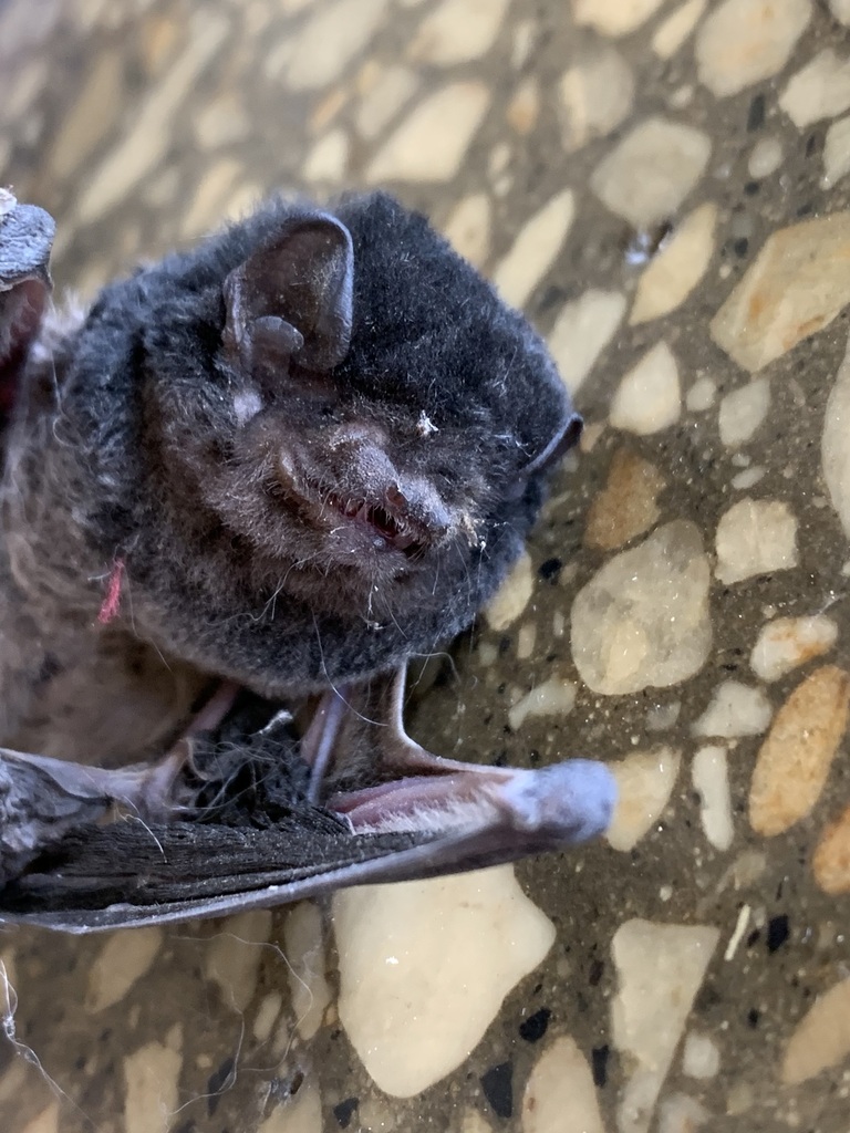 Gould's Wattled Bat from Kangaroo Ground VIC 3097, Australia on January ...