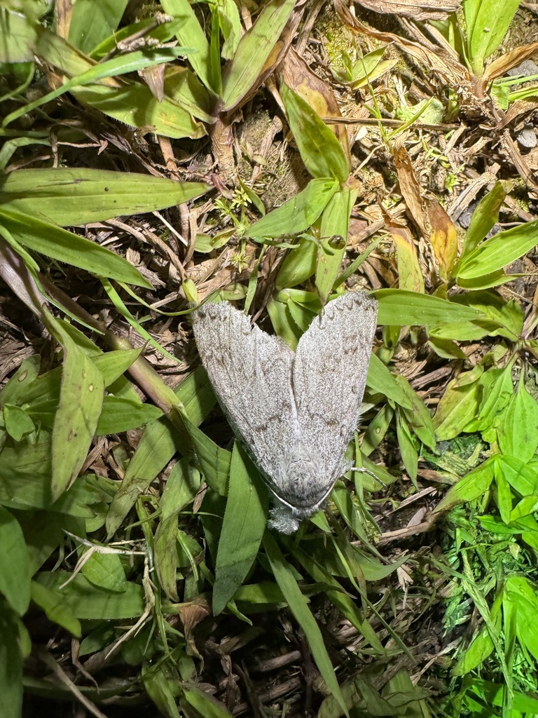 Calliteara lunulata from 臺灣島, 士林區, TPE, TW on April 13, 2024 at 07:27 ...