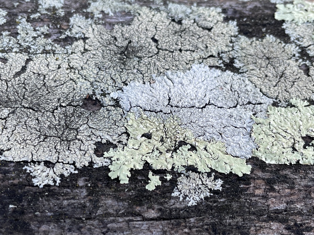 common lichens in April 2024 by Alex Pintsen JIN · iNaturalist