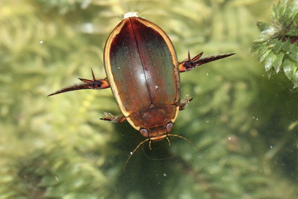 Cybister rugosus from 陽明山國家公園, 淡水區, NWT, TW on April 04, 2024 at 08:38 ...