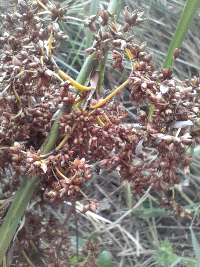 Sawgrasses from Cape Bridgewater VIC 3305, Australia on April 14, 2024 ...