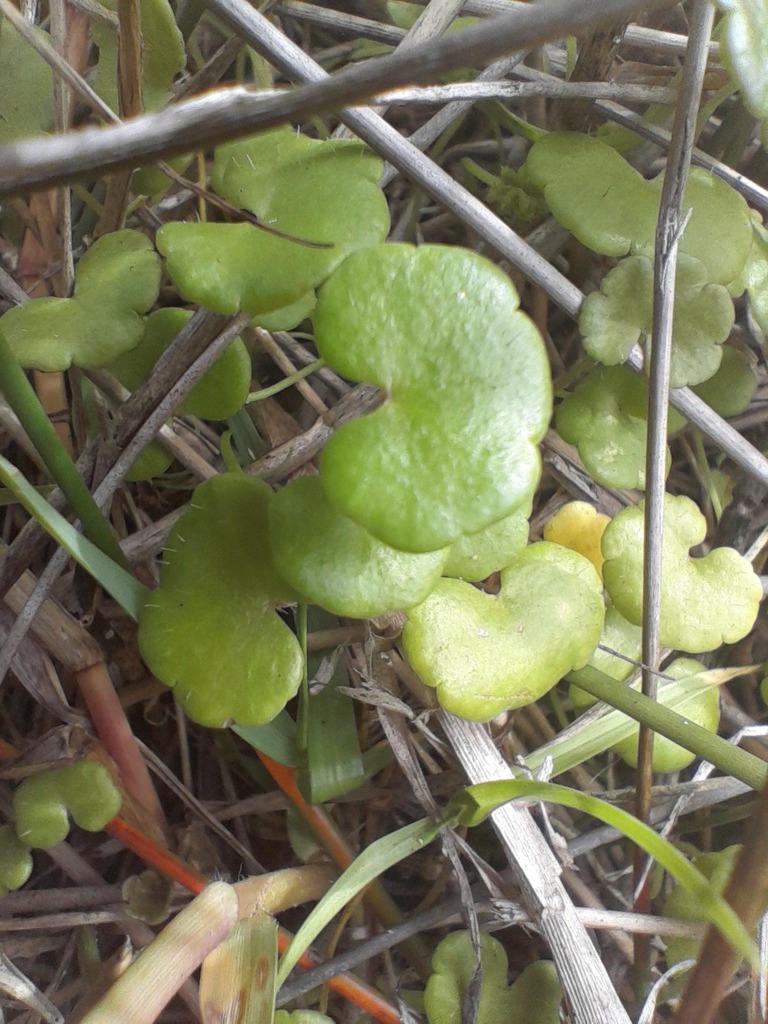 kidney weed from Cape Bridgewater VIC 3305, Australia on April 14, 2024 ...