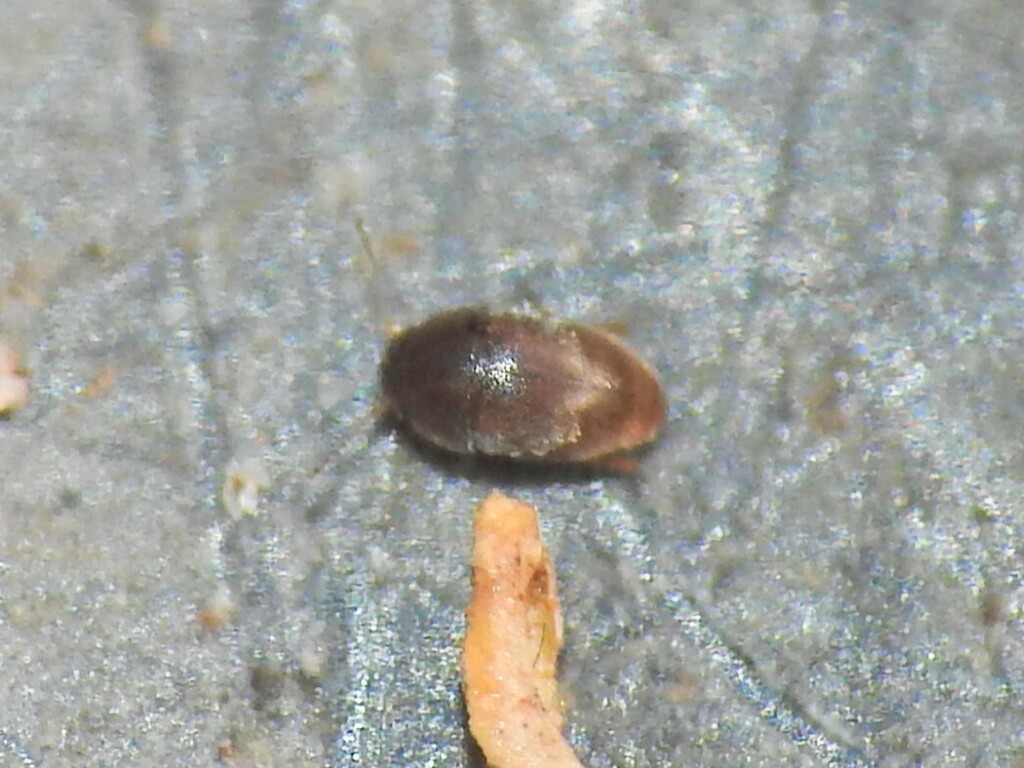 Feather-winged Beetles from Talegalla Weir QLD 4650, Australia on April ...