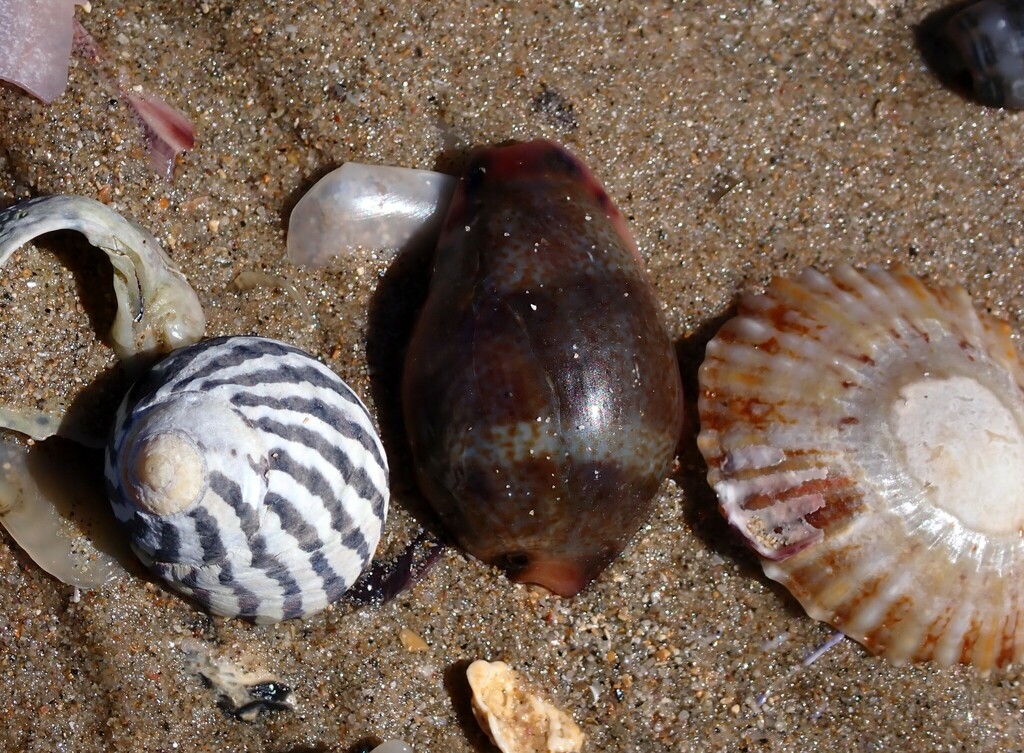 yellow-toothed cowrie from Iluka NSW 2466, Australia on April 10, 2024 ...